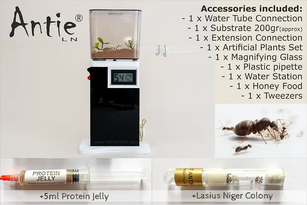 Native Ants | Best Ants UK