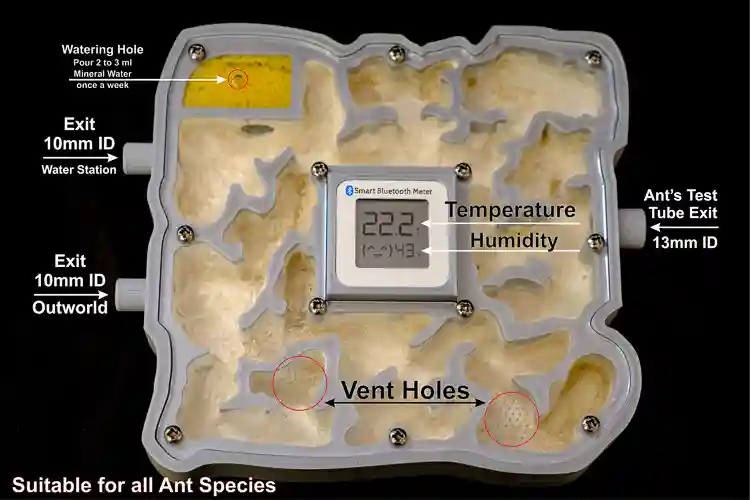 Ant Farm Kits Everything You Need to Know Before Making a Purchase