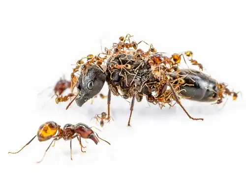 The Queen Ant Lifespan: A Closer Look into the Life Cycle of an Ant