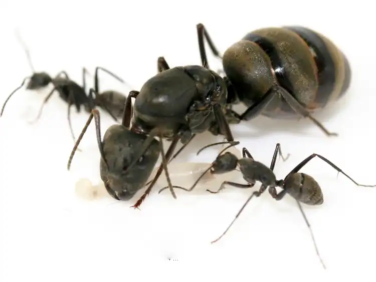 The Secrets for Carpenter Ants: Understanding Camponotus Ant Colonies ...
