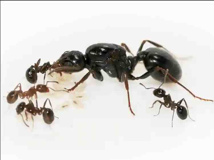 How to set up your live queen ant farm? Best Ants UK