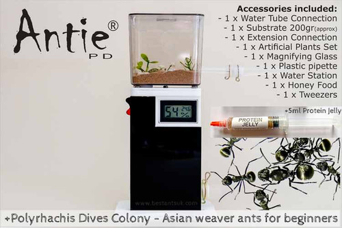 Antie PD Complete Ant Farm Starter Kit with Weaver Ants