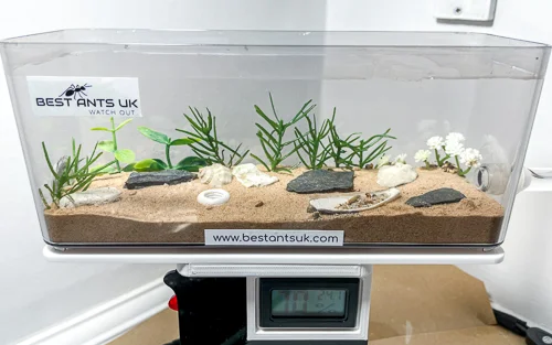 The Queen Ant Lifespan: A Closer Look into the Life Cycle of an Ant