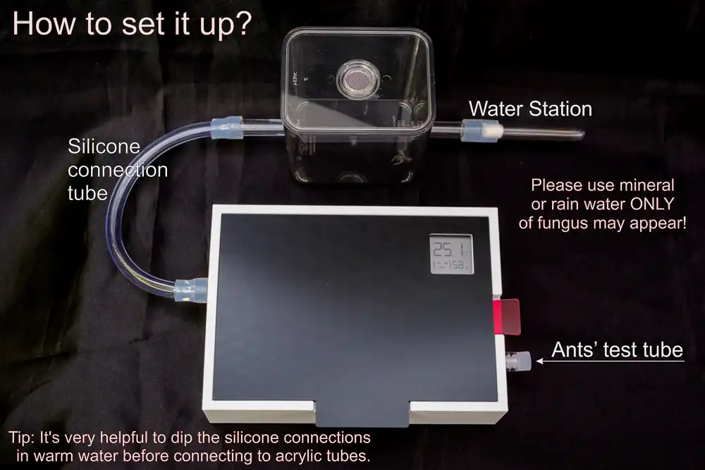 Ant Farm Medium Live Queen Ants Colony Nest