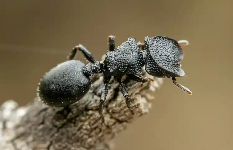 Discover the Most Unique Ants: A Comprehensive Guide on Ant Types