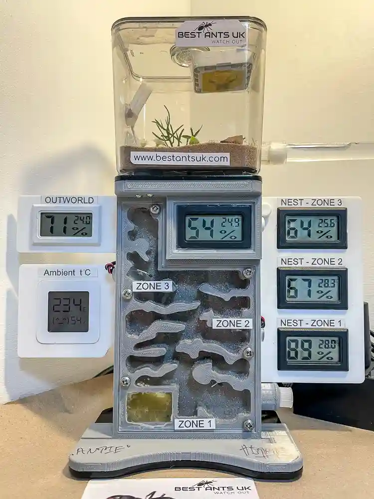 How to set up your live queen ant farm? Best Ants UK