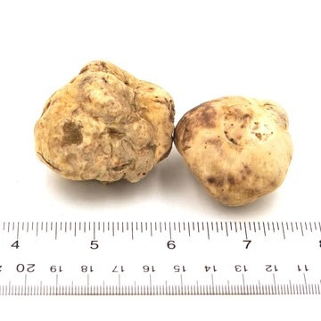 Fresh White Truffle Medium Urbani Truffles | The Truffle and Caviar House