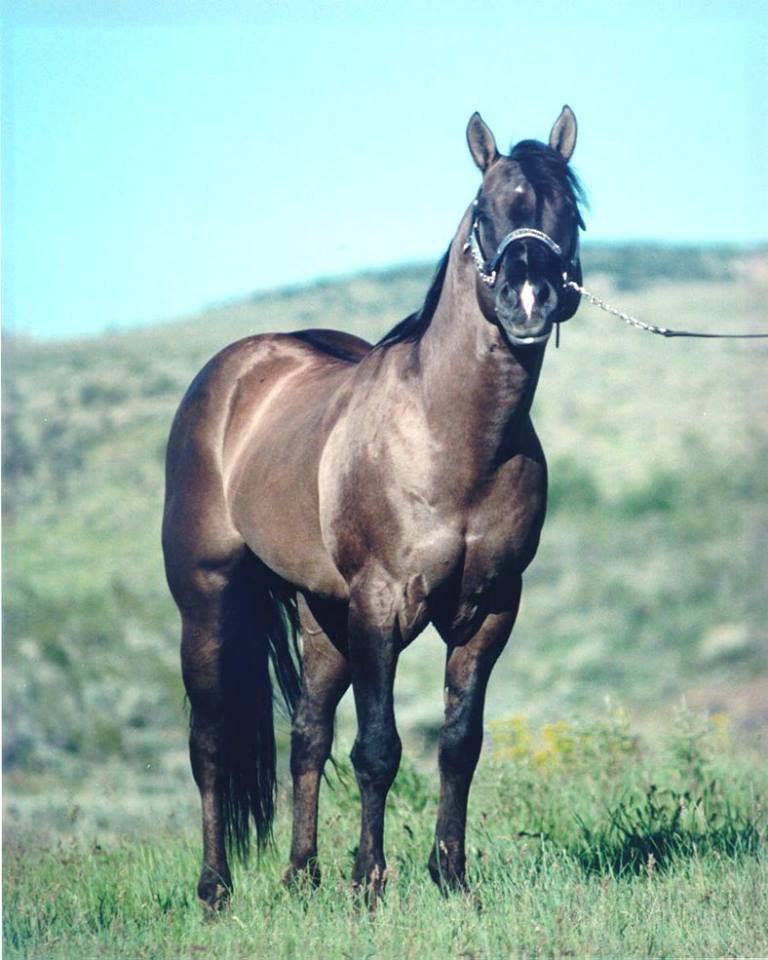 "Little Steel Dust"- Führender Nationaler Foundation Quarter Horse ...