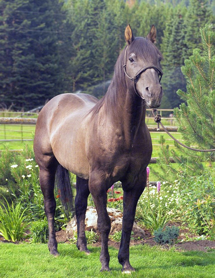 "Little Steel Dust"- Führender Nationaler Foundation Quarter Horse ...