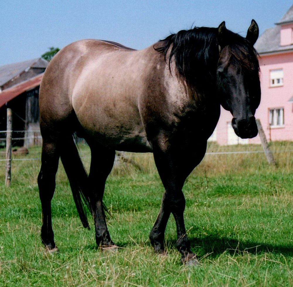 "Little Steel Dust"- Führender Nationaler Foundation Quarter Horse ...