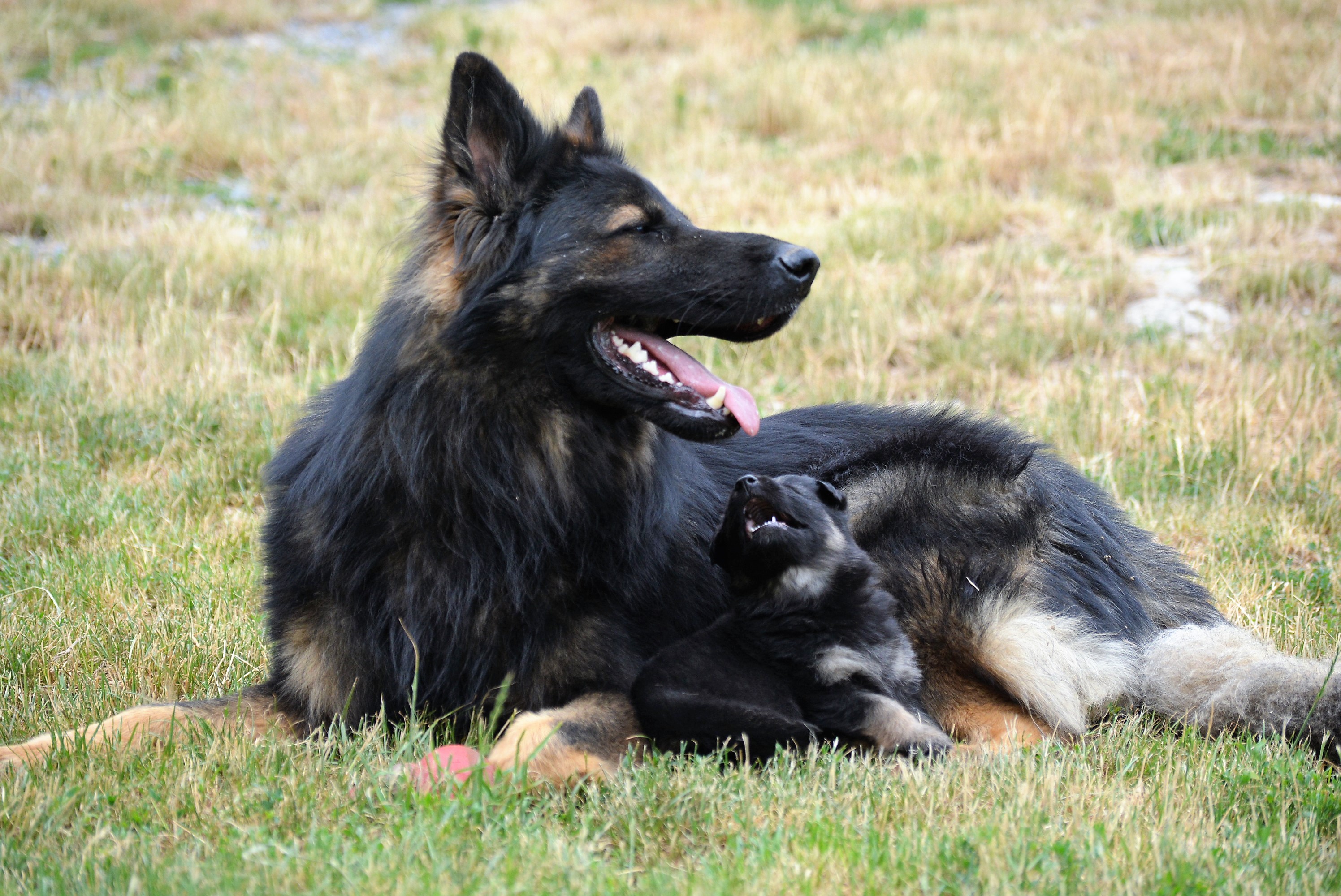 Elevage Altdeutsche Shäferhund | France | Elevage La Tanière aux loups