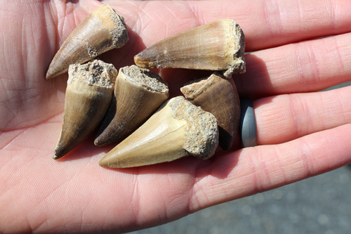 1" Mosasaurus Teeth | Heritage Gems