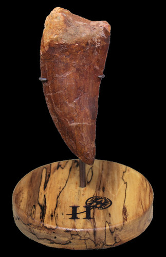 4.25" Charcharodontosaurus "African T-Rex" | Heritage Gems