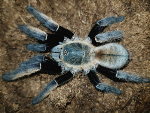 Ornithoctonus aureotibialis 1.5-2" | 8paws Tarantulas