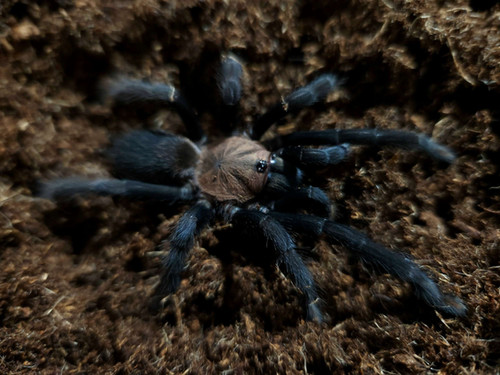 Orphnaecus sp. Cebu small 1" | 8paws Tarantulas