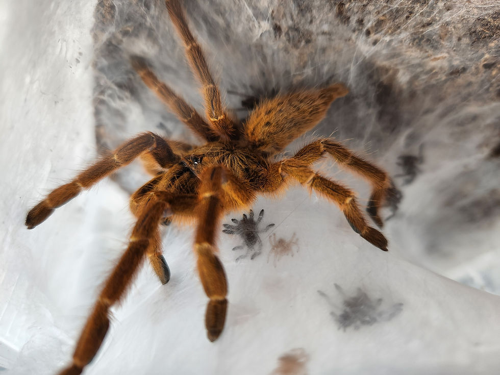 Pterinochilus murinus RCF