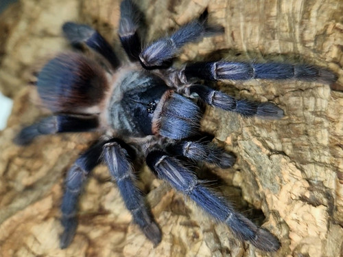 Lasiocyano sazimai 1.5" | 8paws Tarantulas