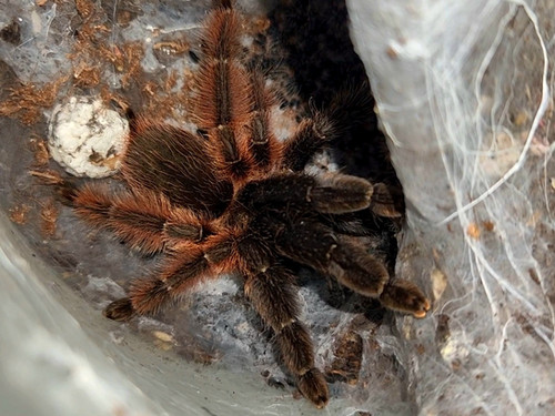 Psalmopoeus victori 2.5-3" ♀️ | 8paws Tarantulas