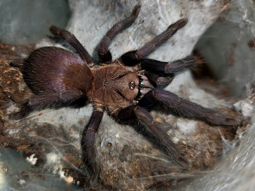 Orphnaecus sp. blue Quezon 4″ ♀️ | 8paws Tarantulas