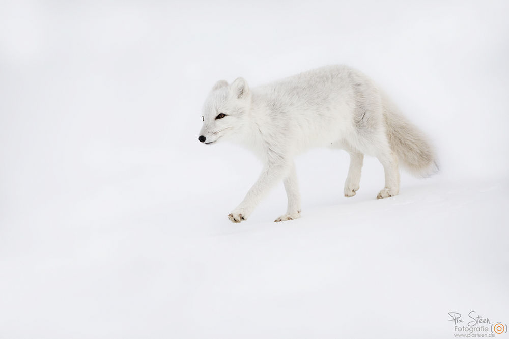 Beim weißen Fuchs