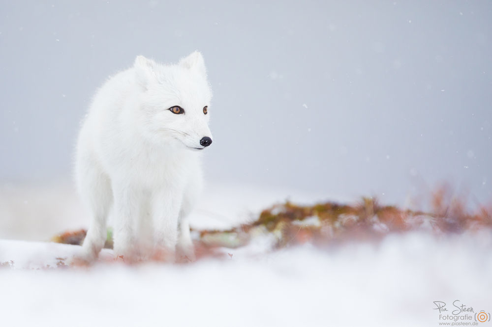 Beim weißen Fuchs