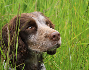 dejagro gundogs