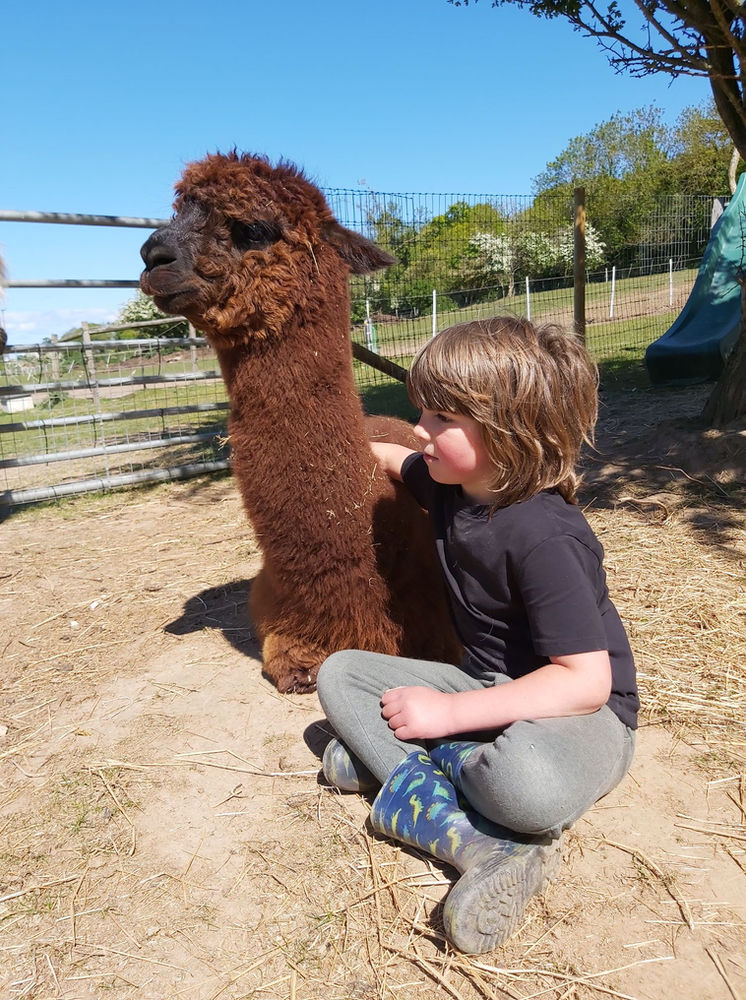 Alpacas & Therapy