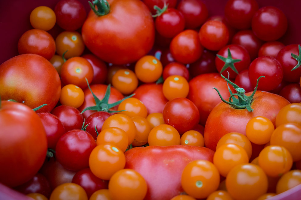 Too Many Tomatoes In Your Garden? No problem.