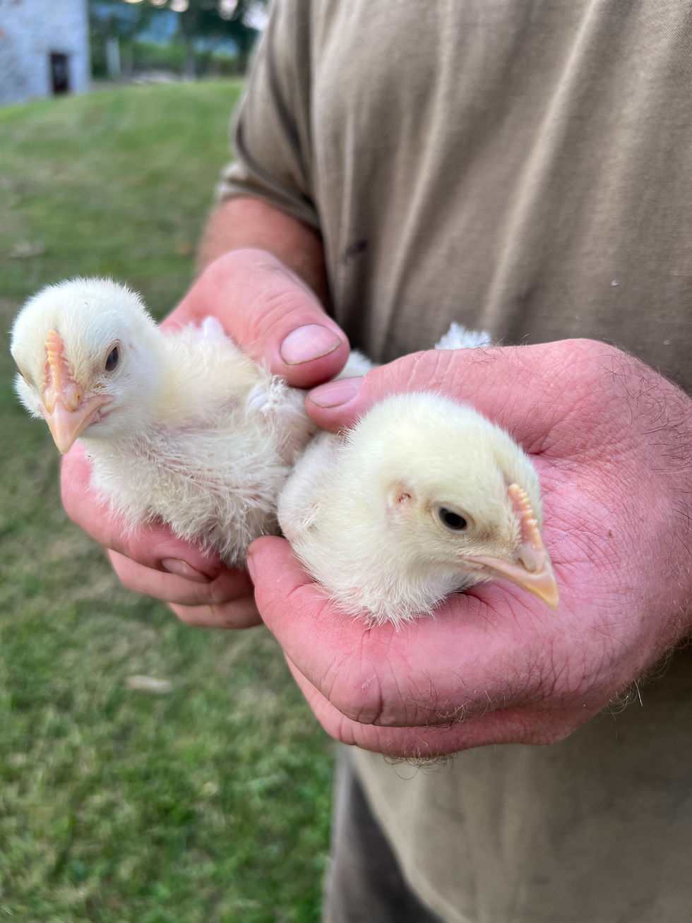 ORDER CHICKEN | Sunset Spring Farm