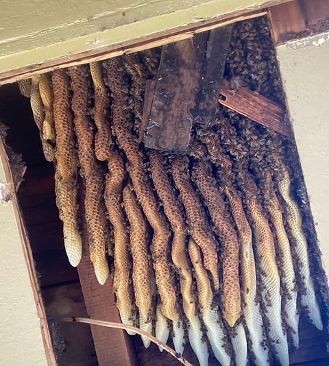 bee hive removal
