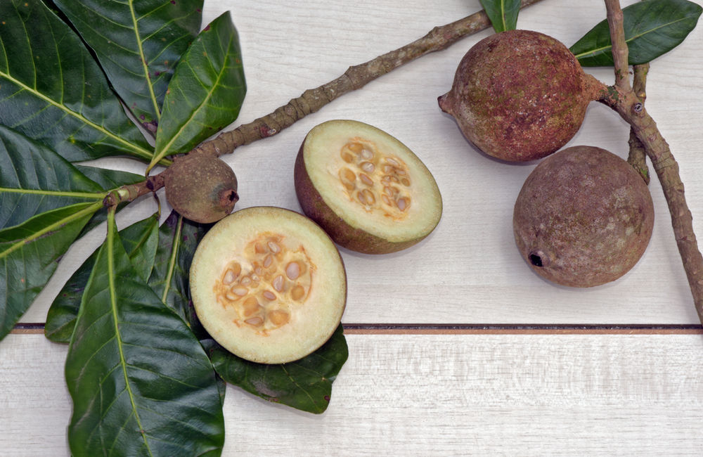 Genipa americana, the mystical blue Jagua from South America.