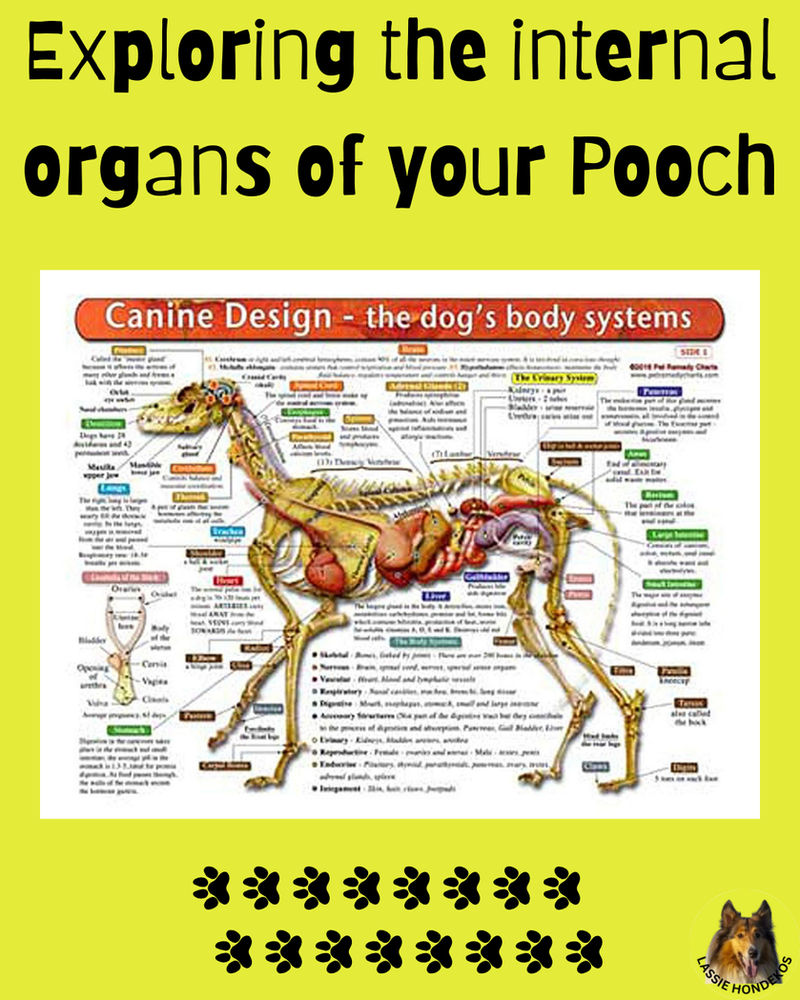 Exploring the internal Organs of your Pooch . | Lassie Website