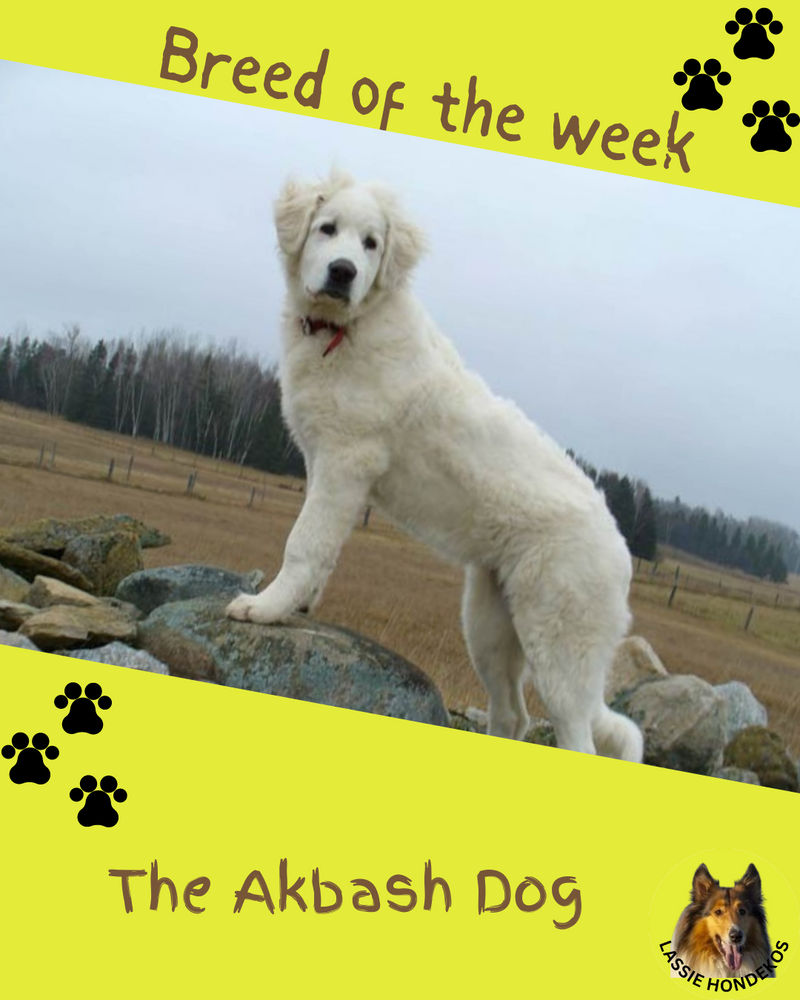 The Akbash Dog. | Lassie Website