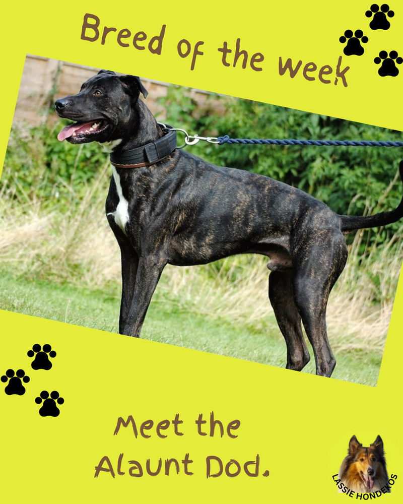 Meet The Alaunt Dog Breed. | Lassie Website