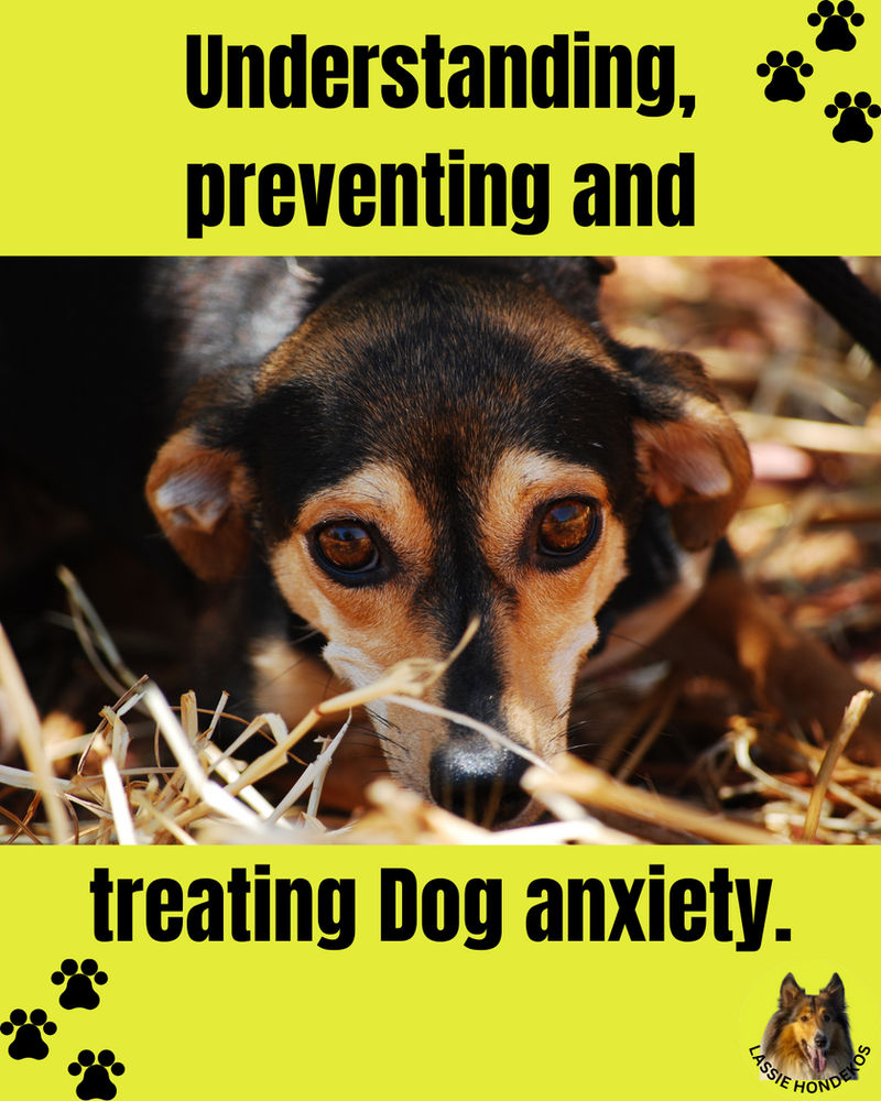 Understanding, preventing and treating Dog anxiety | Lassie Website