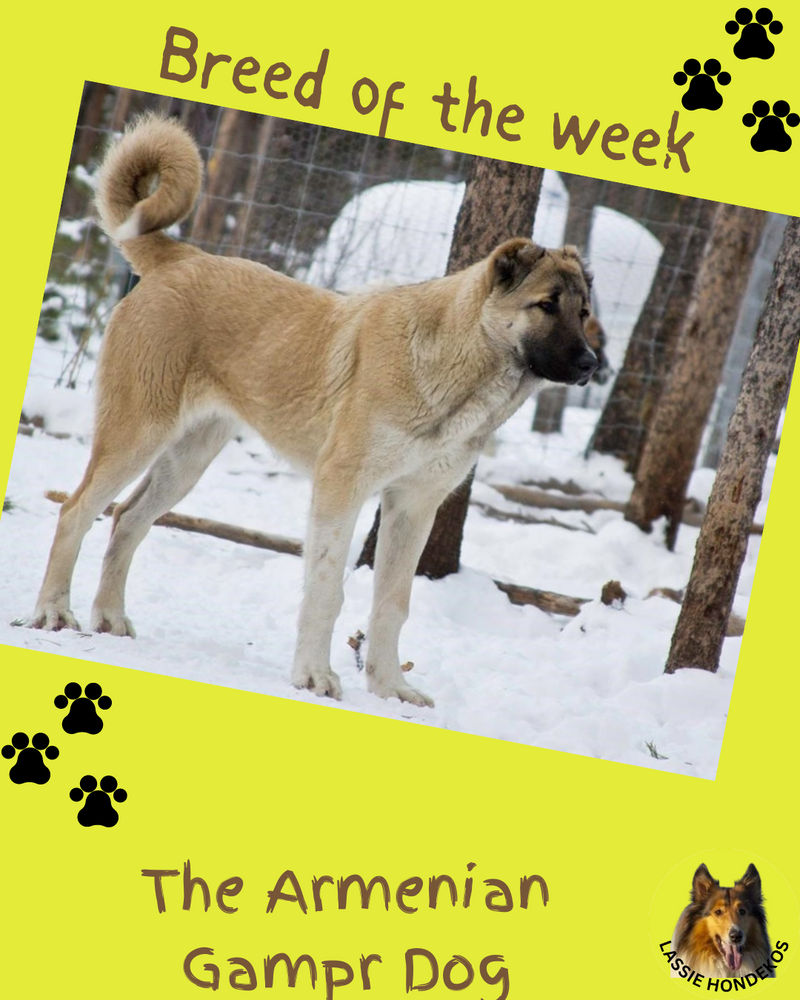 The Armenian Gampr Dog | Lassie Website