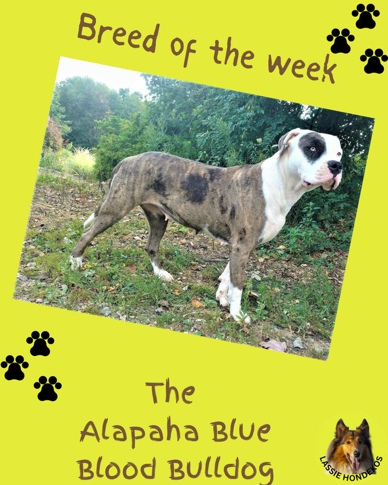 Meet The Alapaha Blue Blood Bulldog | Lassie Website