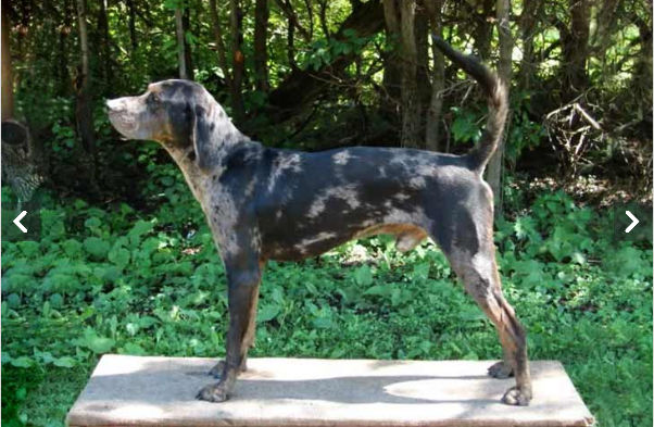 The American Leopard Hound | Lassie Website