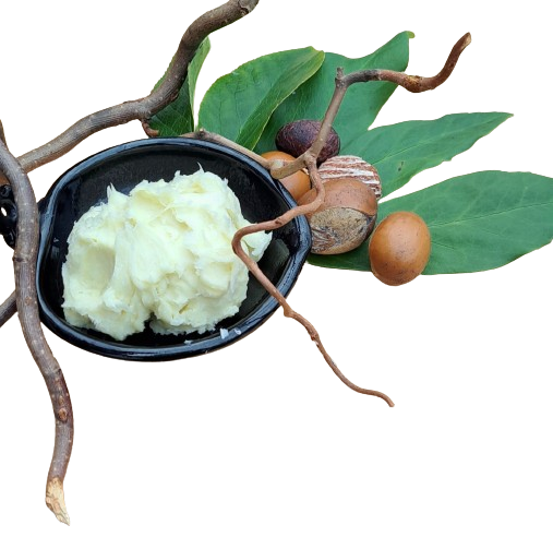 Shea Butter Africa | Organic Certified Supplier