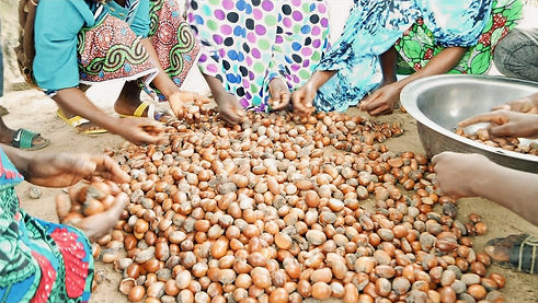 Shea Butter Africa: Local Production and Sustainable Sourcing