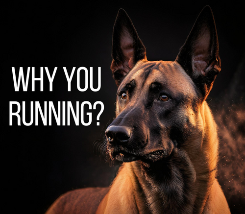 Why you running? Sticker | Hurricane Creek K9