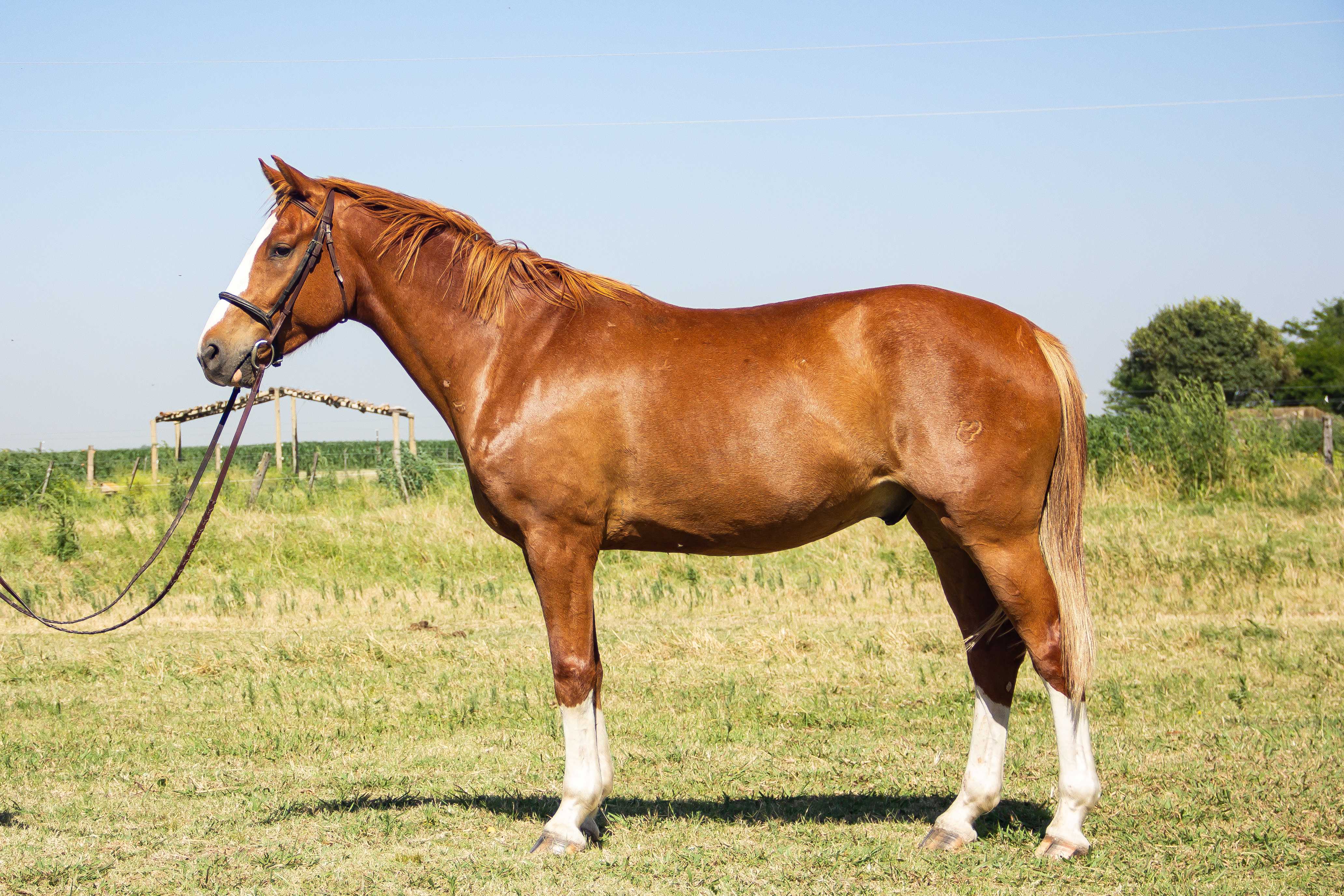 Haras Tempranillo | Cria De Caballos Silla Argentino | Argentina