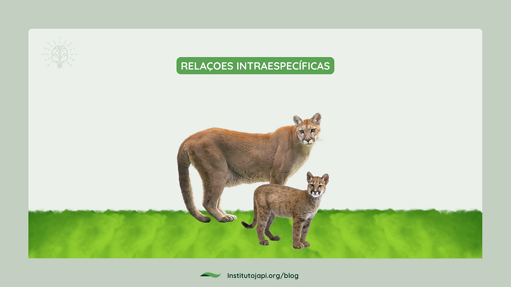 Relações intraespecíficas