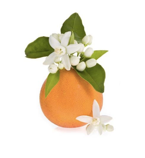 Get to Know Florida's State Flower – The Orange Blossom