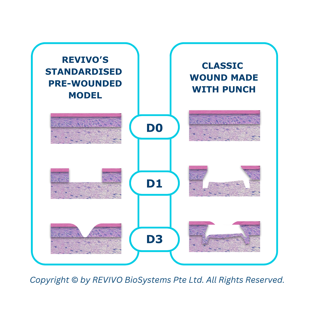 Accelerating Research with Innovative Wound Healing Skin Models