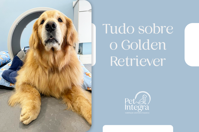 Tudo sobre o Golden Retriever