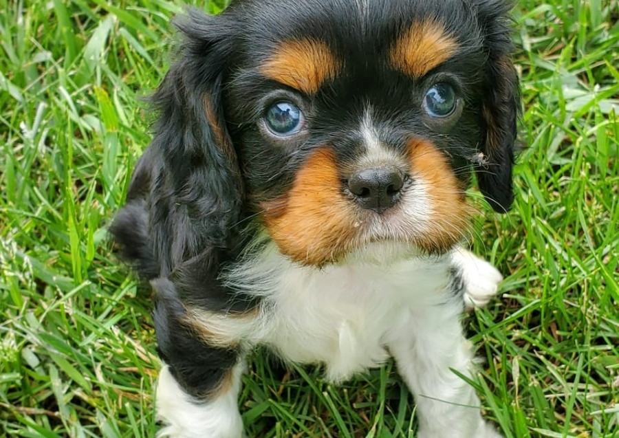 Our Dogs | Our King Cavaliers