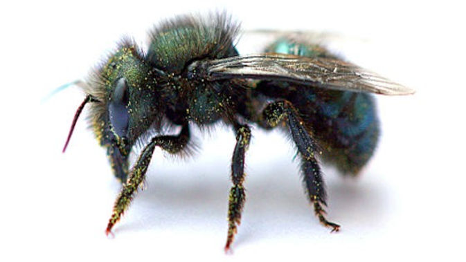 The ABC's of Mason Bees