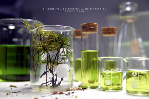 ZERO Moss - Luxury highest grade preserved moss by TerraLiving, Cr ...