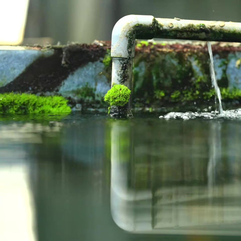 A calming & fluffy moss colony in our goldfish pond.